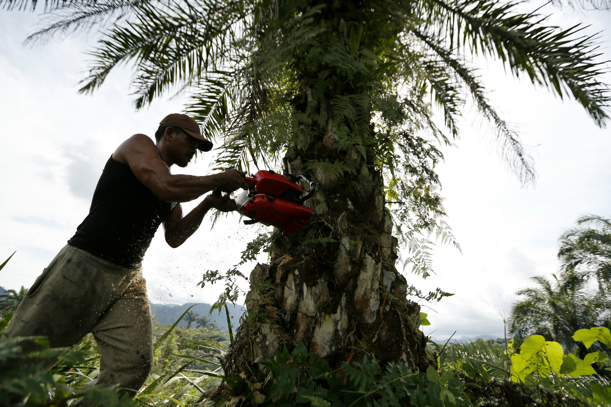 El ser humano ya aniquiló el área intacta de paisaje forestal de un país... y siguen 19