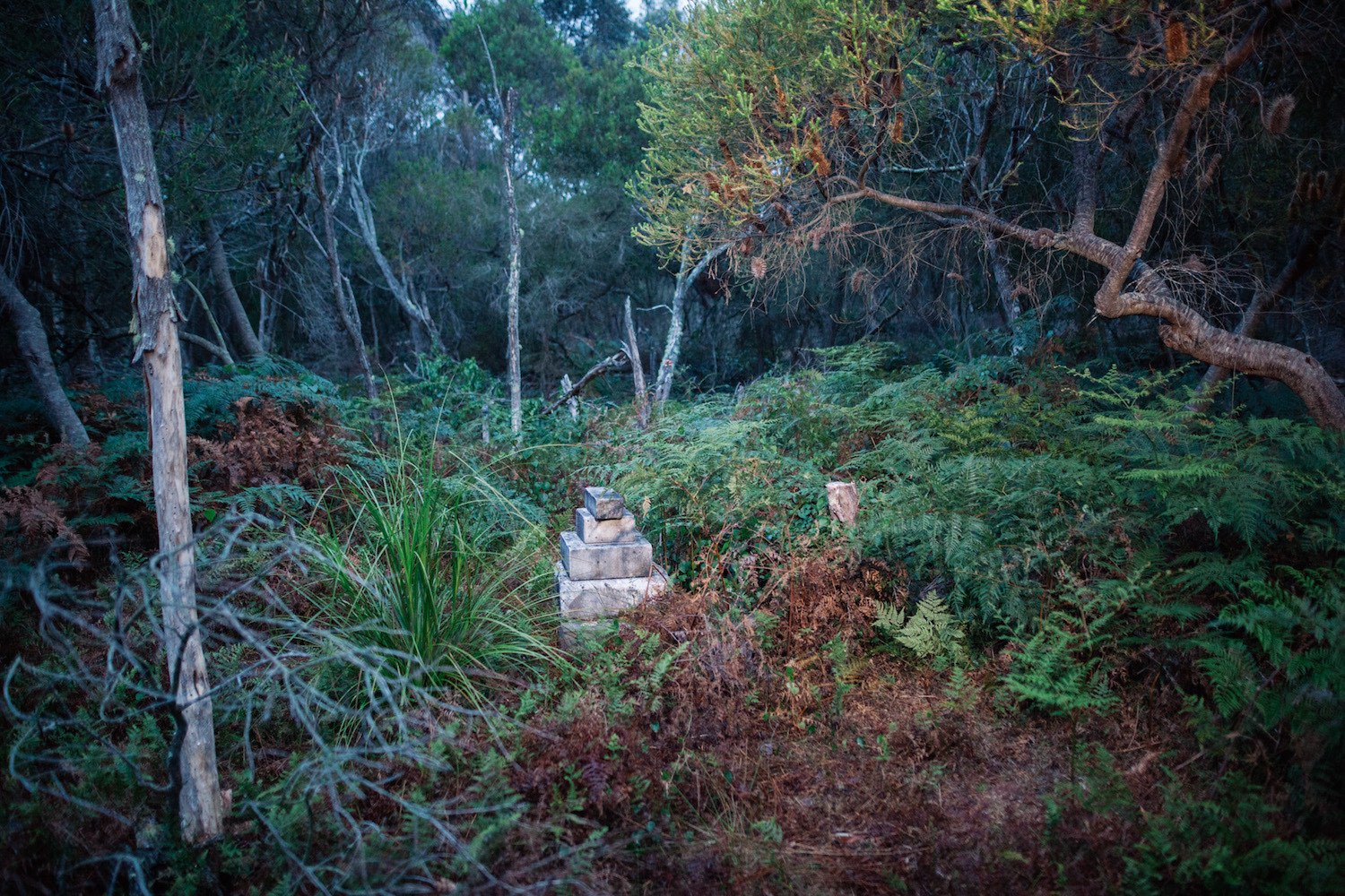Exploring Sydney’s Abandoned Tuberculosis Graveyard