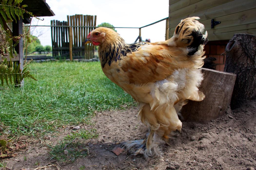 Freakishly Huge Chicken Frightens and Confuses the Internet