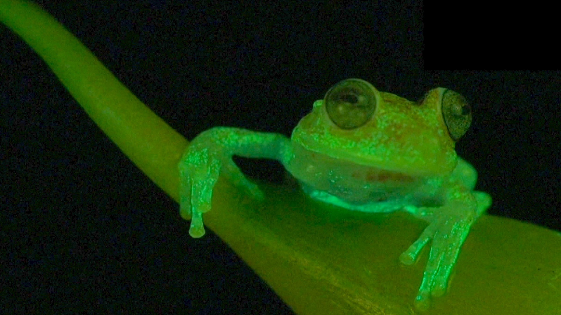 Scientists have discovered fluorescent frogs