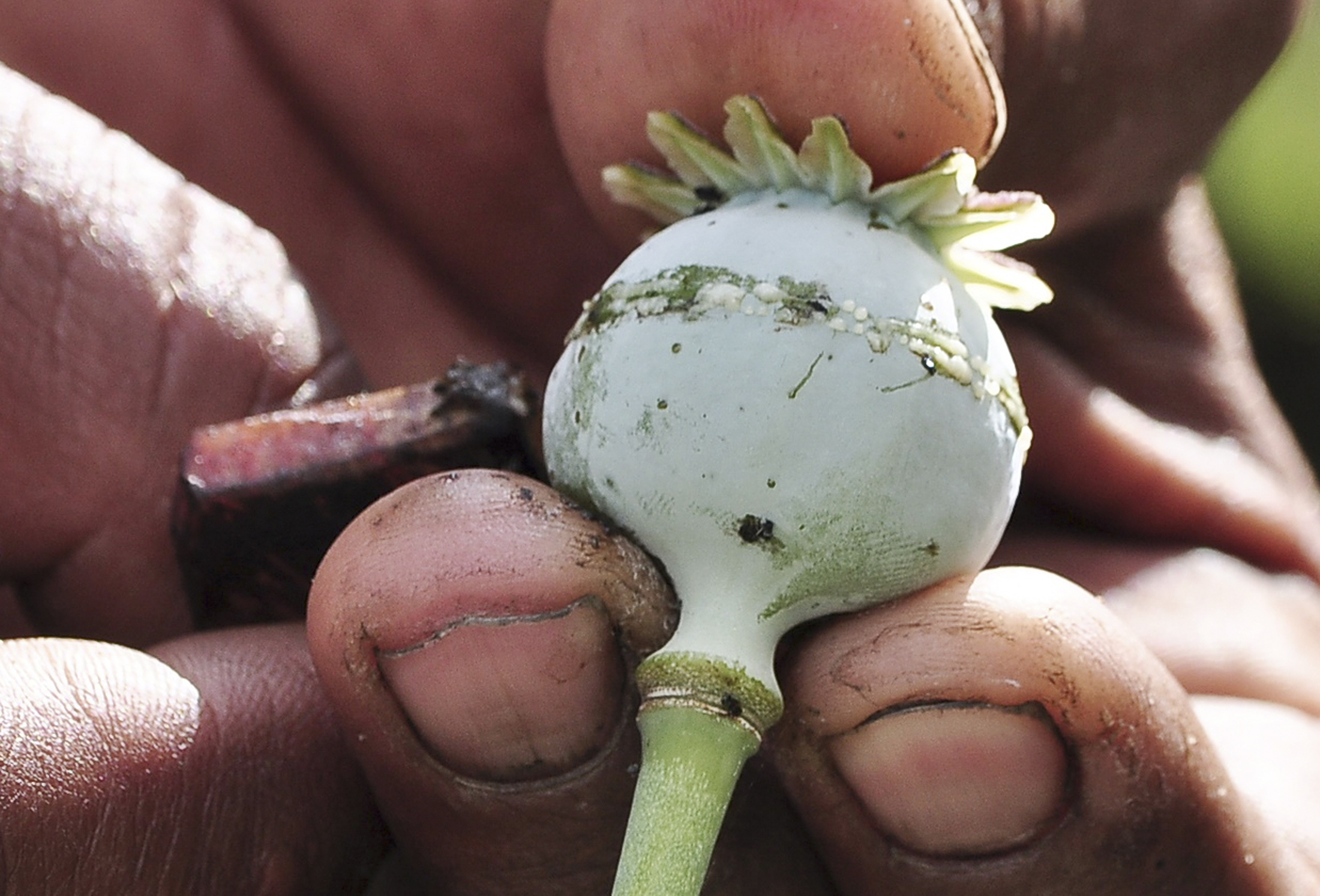 España es el segundo mayor productor de opio legal del mundo