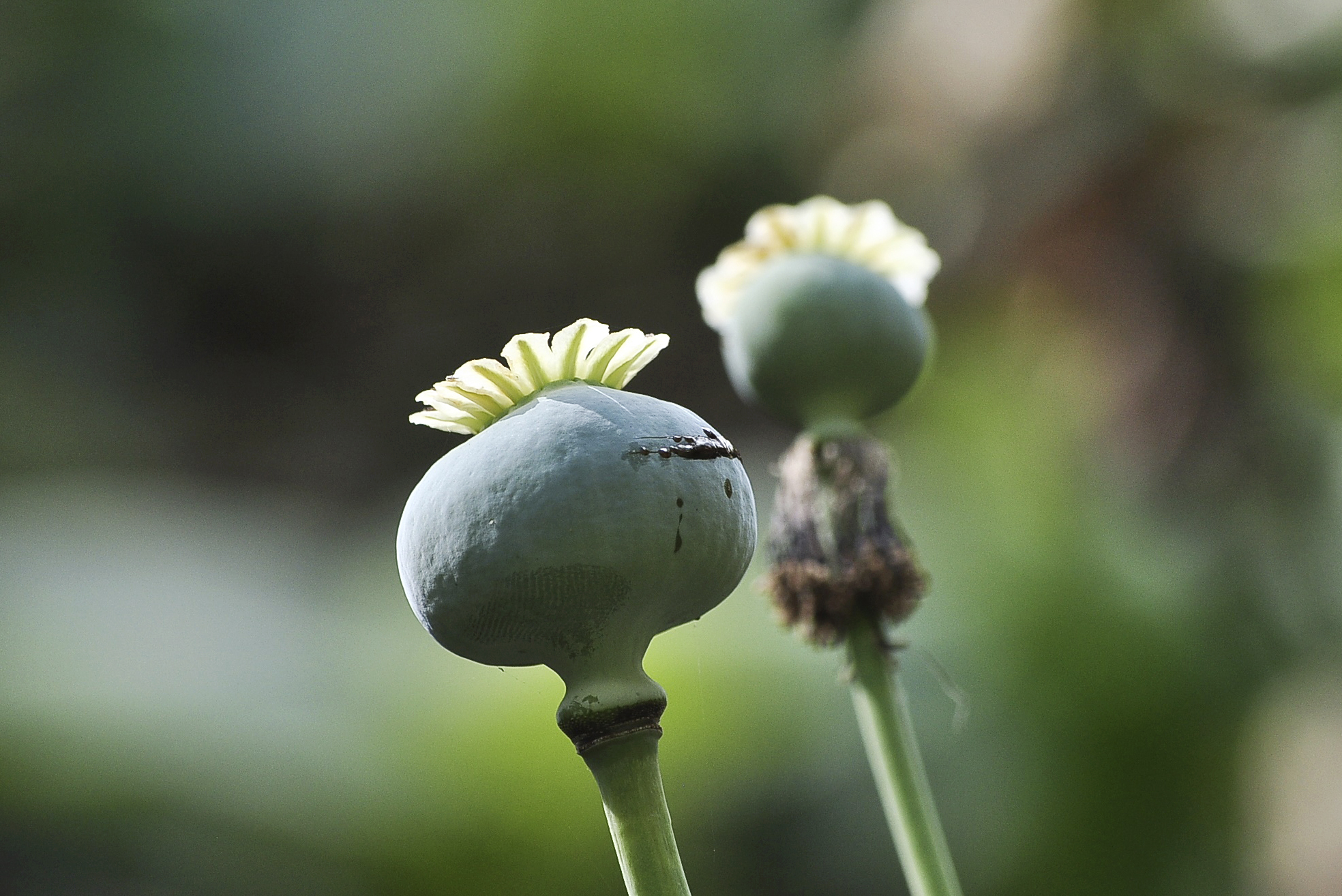España es el segundo mayor productor de opio legal del mundo