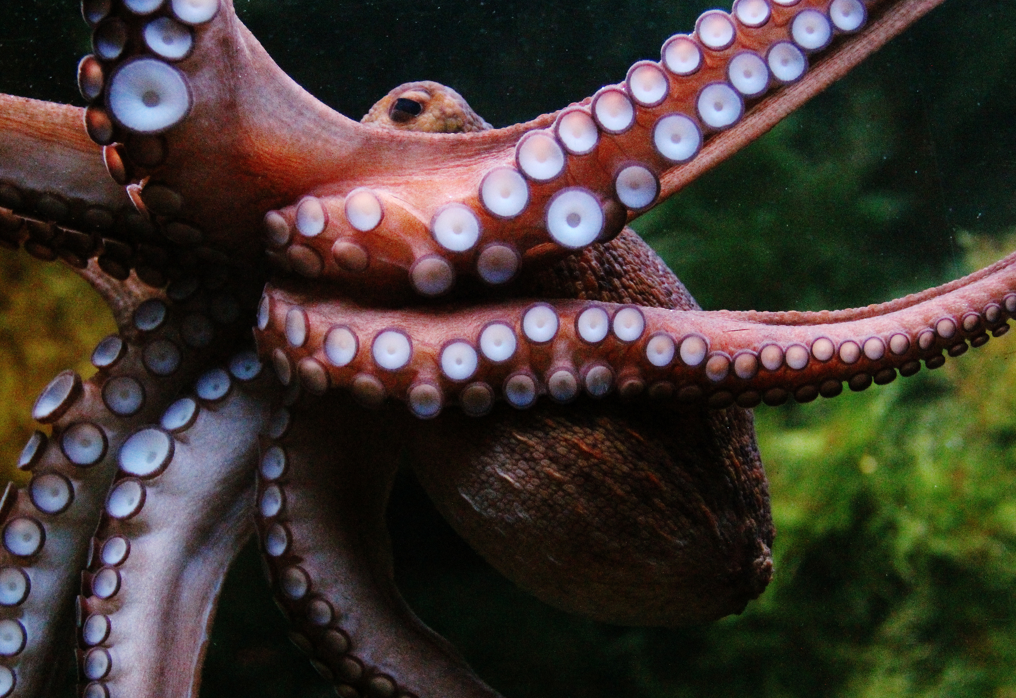 This Next-Gen Cloaking Material Is Made of Synthetic Octopus Skin