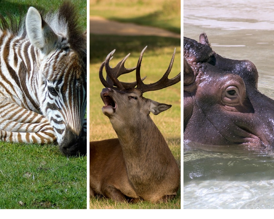 What Not to Do at the Zoo, Zimbabwe Military Takeover, and Marriage ...