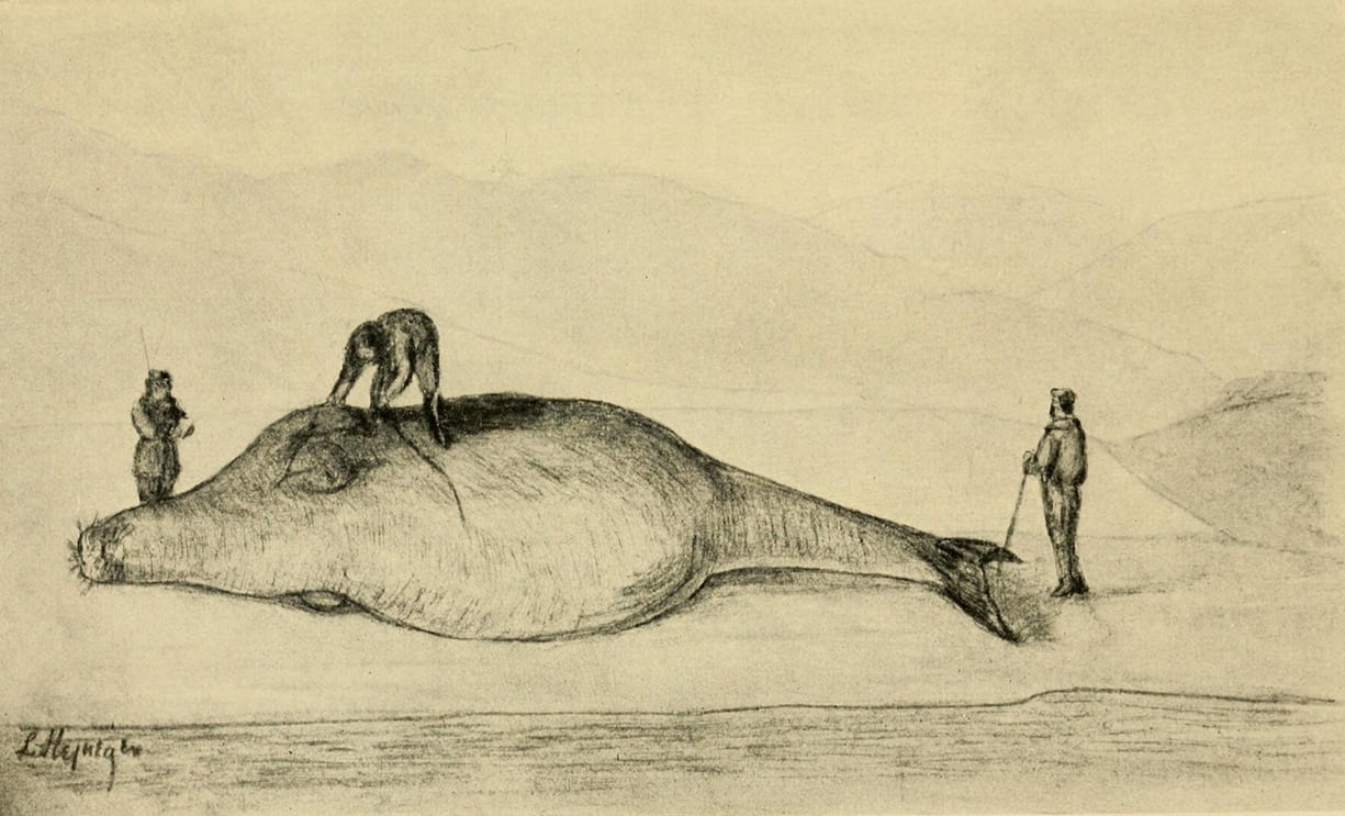 Giant Extinct Sea Cow Found Buried Beneath Siberian Beach