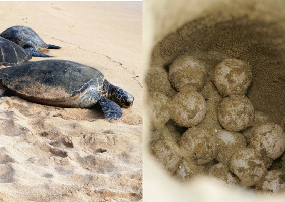 Mitos Sesat Obat Kuat Memicu Lonjakan Pencurian Telur Penyu di Tanah Air