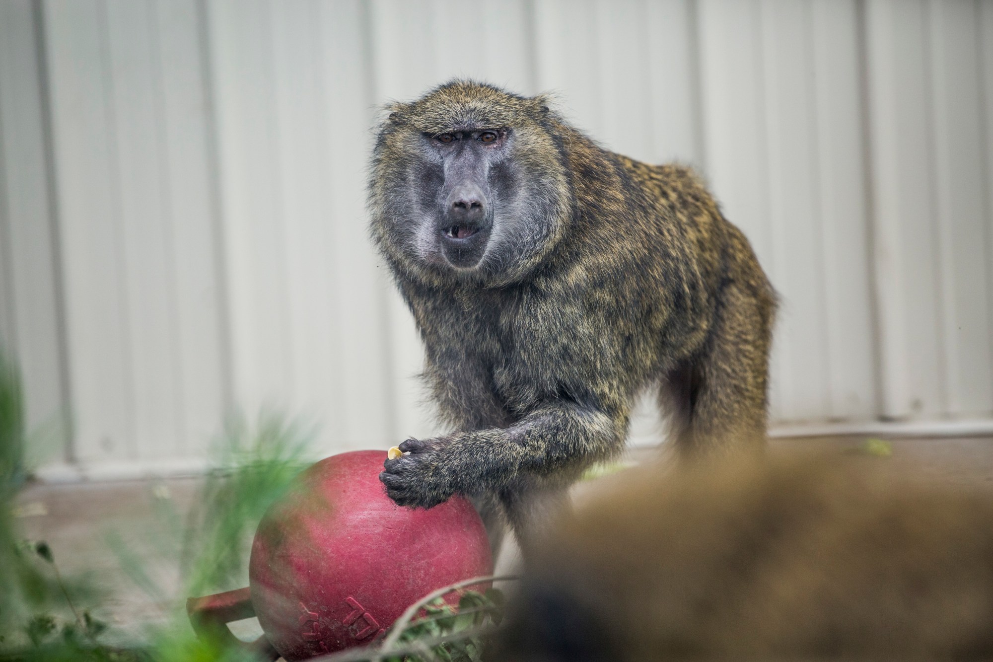 Some smart monkeys from a Texas research facility had a brief romp on ...