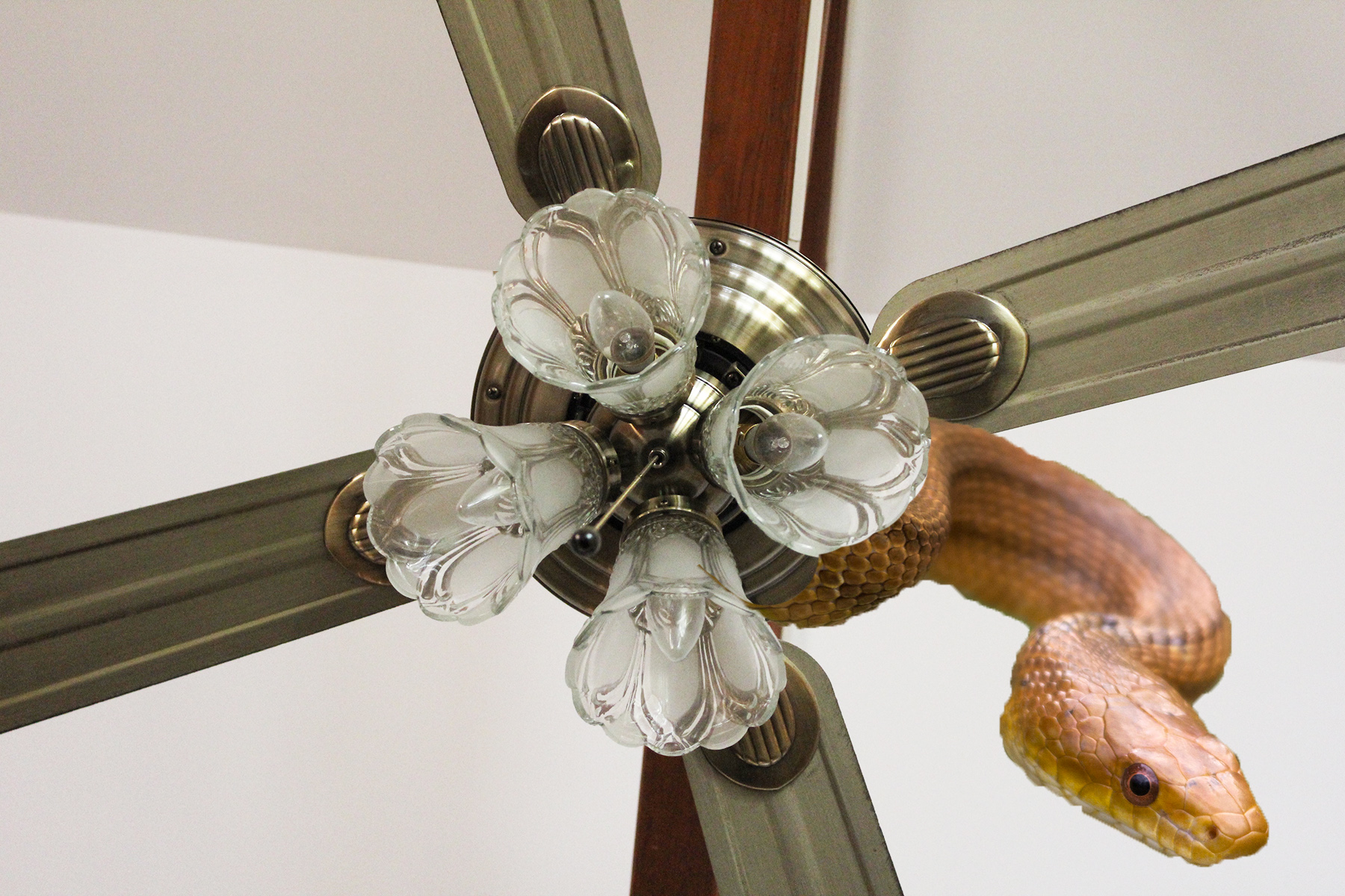 WATCH: Bartender Faces Off Against Snake Tangled in Restaurant's ...