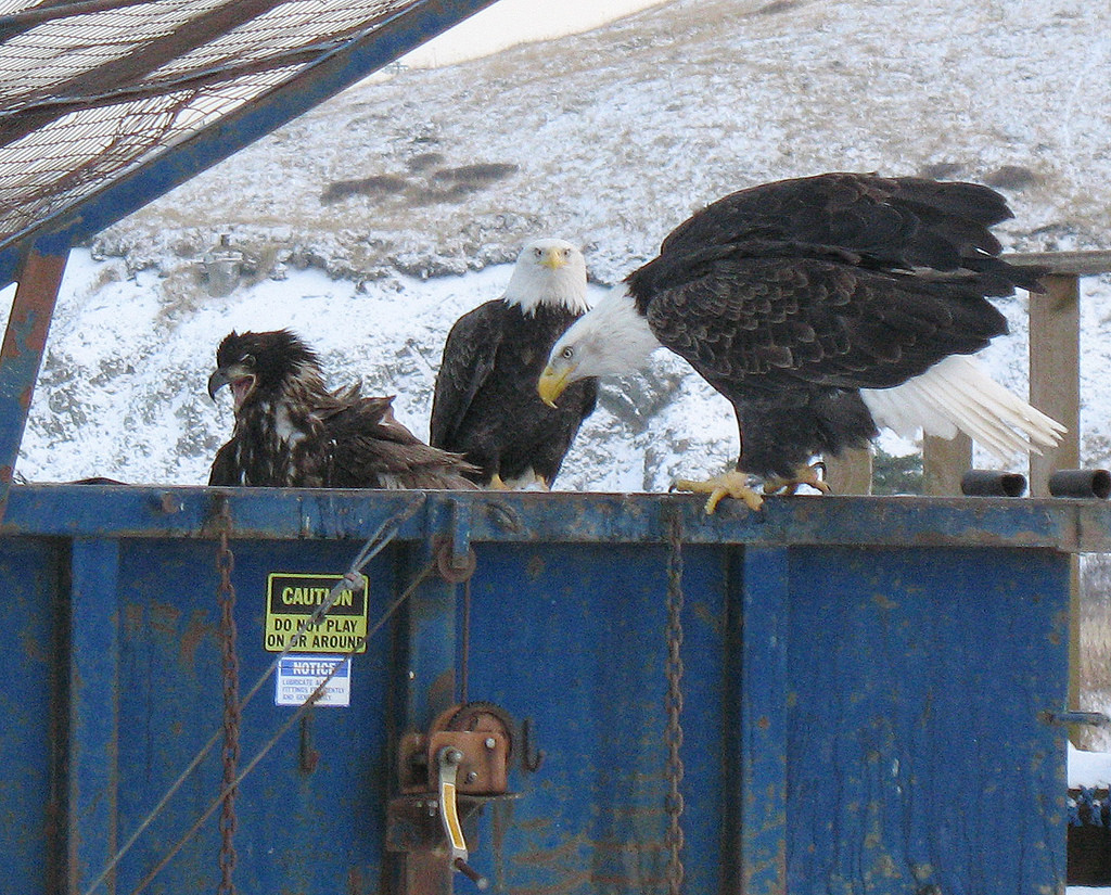 Bald Eagles Love Trash, Drop Garbage on Human Neighbors