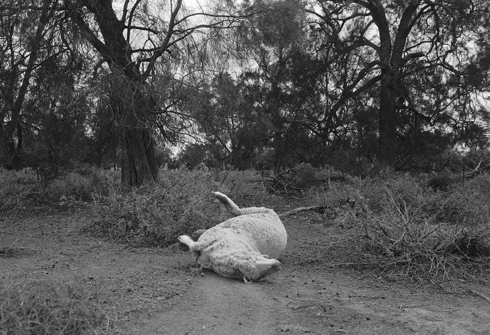 Photos of Dirt, Death, and Darkness in the Australian Outback