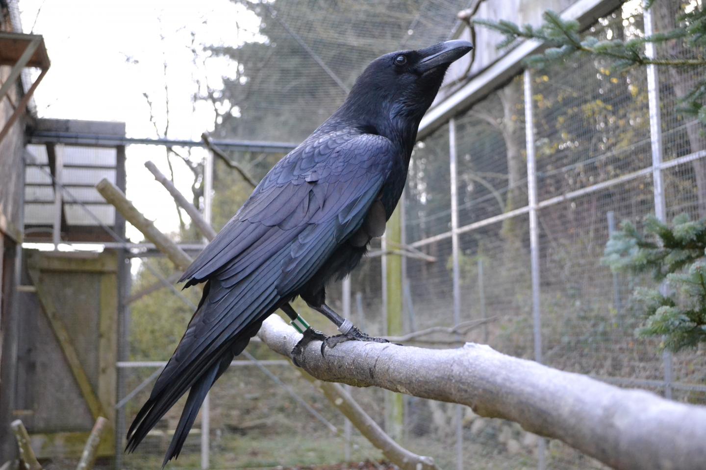 Ravens Spread Negative Emotions to Their Friends, Study Finds
