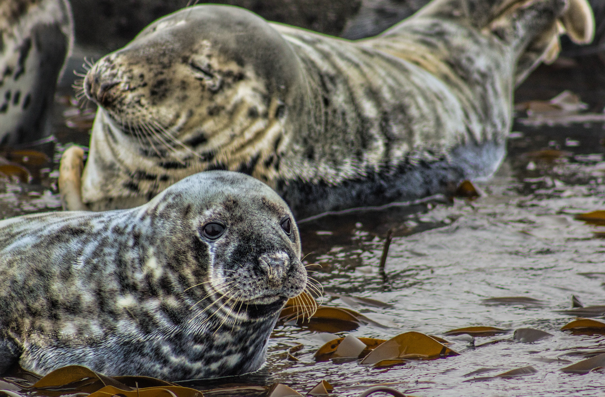 Scientists Have Reported a Breakthrough In Understanding Whale Language