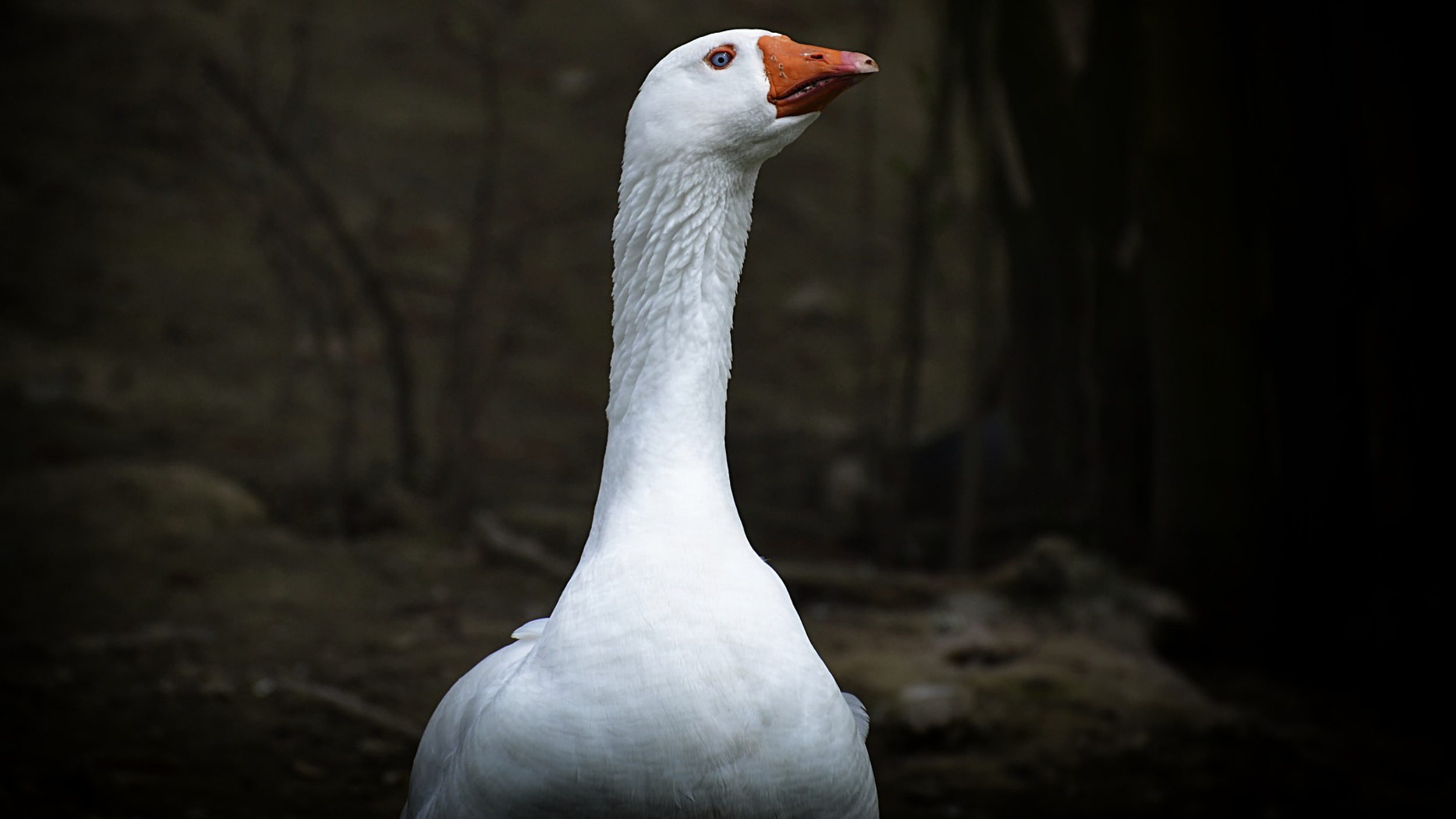 Vicious Goose Attack Reminds Us That Geese Are the Worst