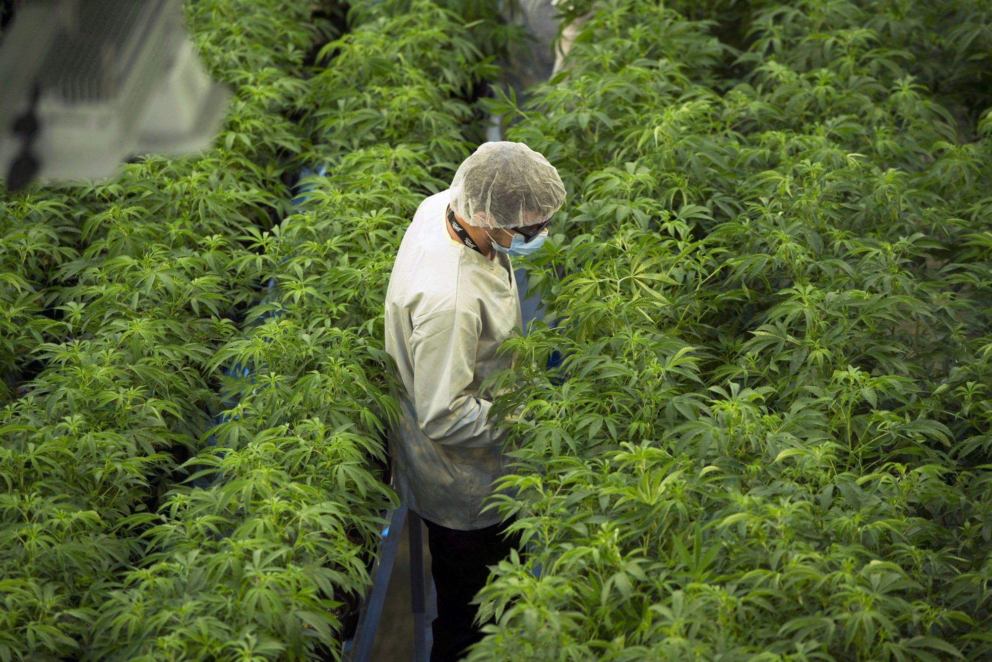 The World's Biggest Weed Company Is Slashing Jobs and That Means Trouble