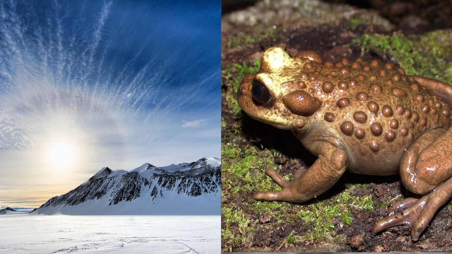 Dead Tardigrade Found Buried 3,200 feet-Deep in Antarctica Lake