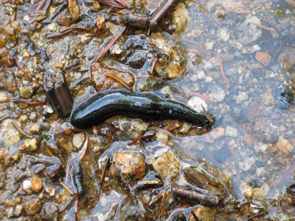 The Device That Tried to Predict the Weather With Leeches