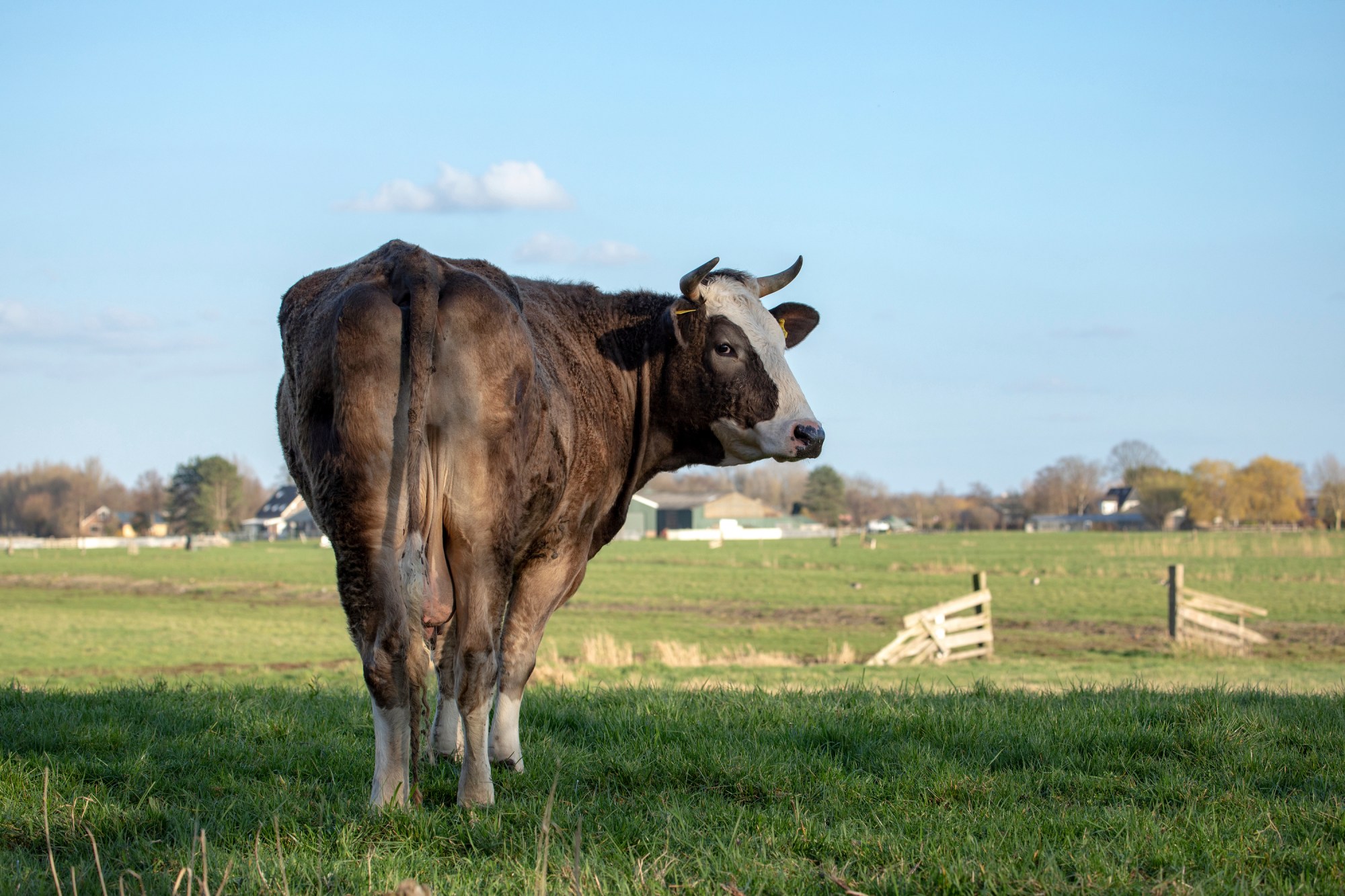 New Zealand Wants Farmers to Pay Taxes for Their Cows’ Farts and Burps