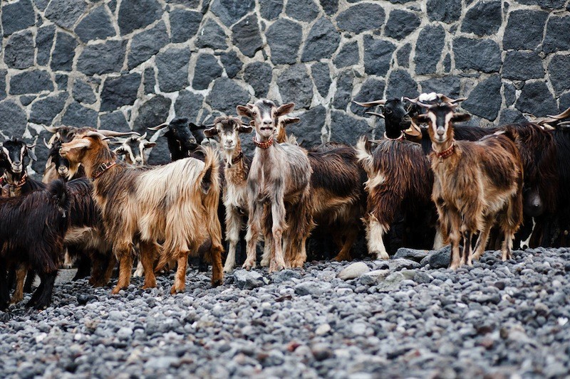 Goat Bathing In Tenerife