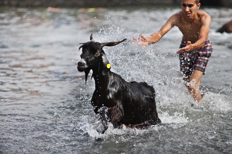 Goat Bathing In Tenerife
