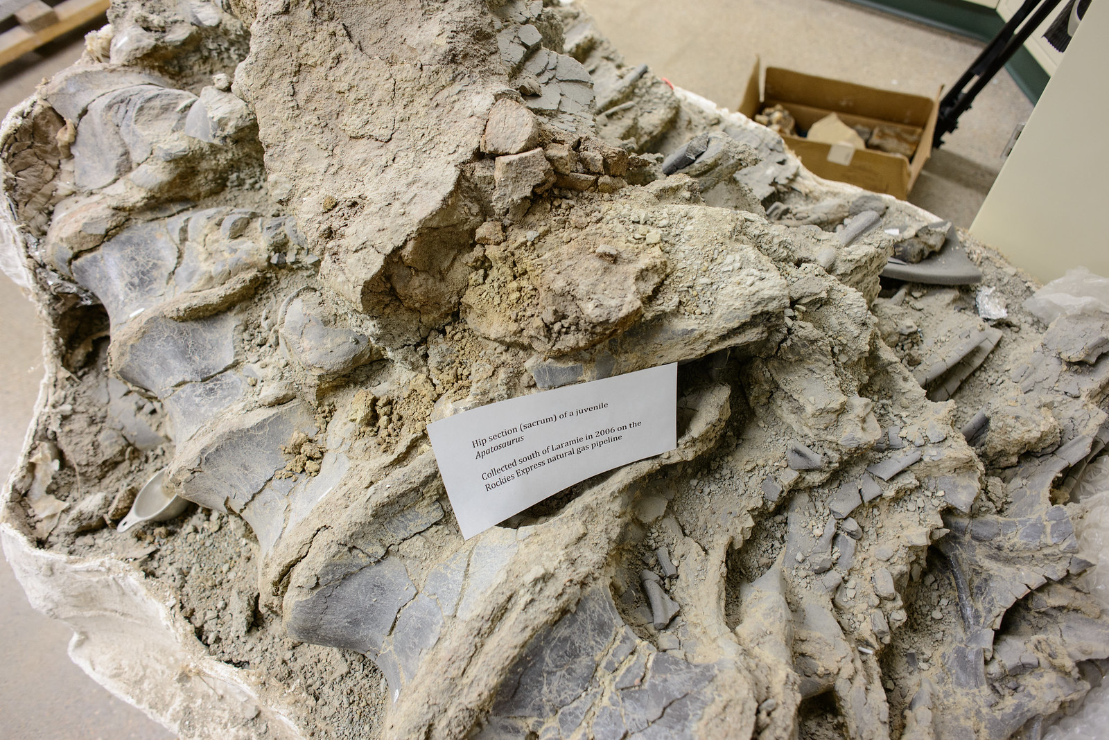 A Day in the Life of a First Year Paleontology PhD Student