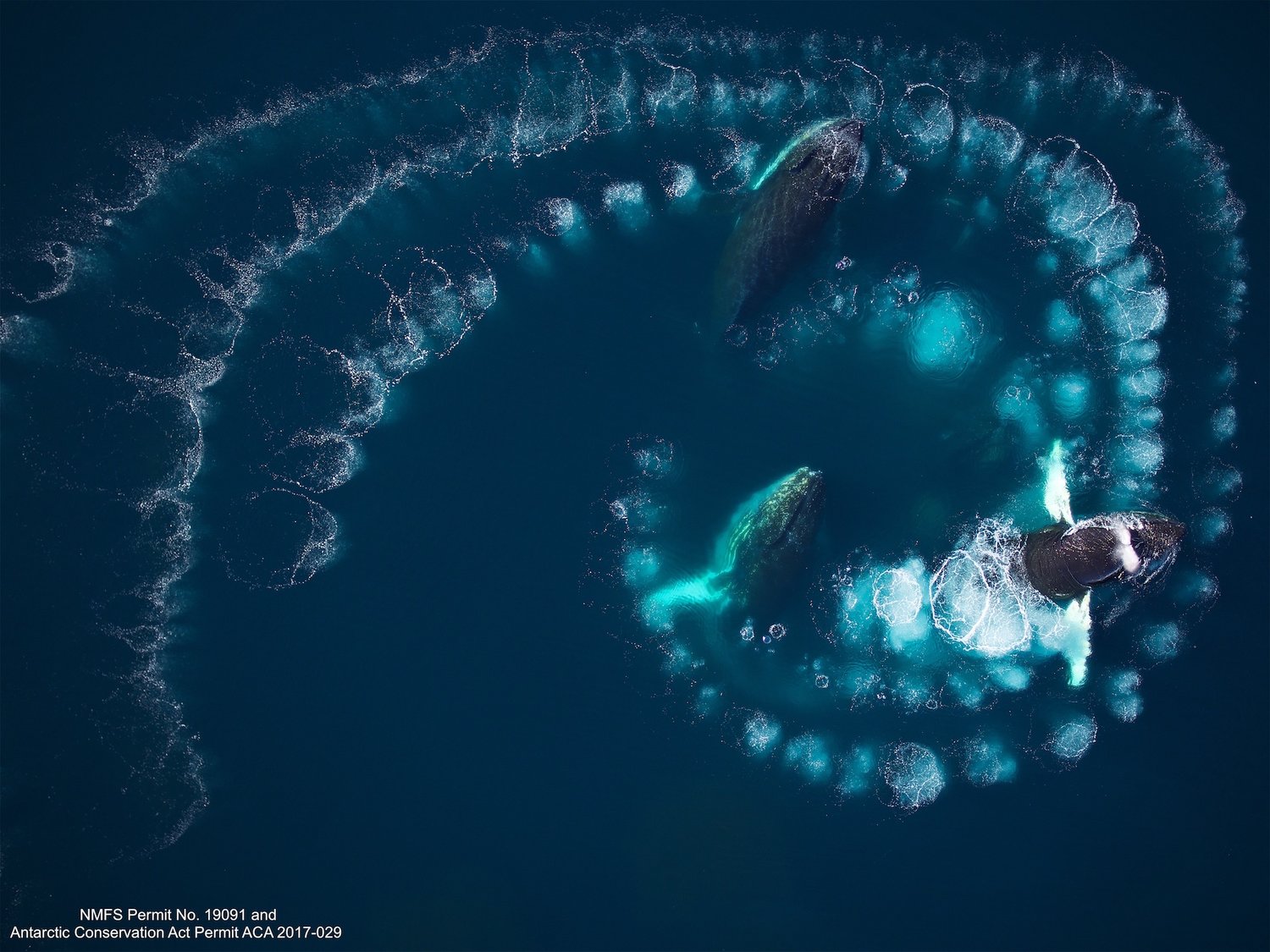 Humpback Whales Hunt with ‘Bubble Nets,’ Then Improve Them