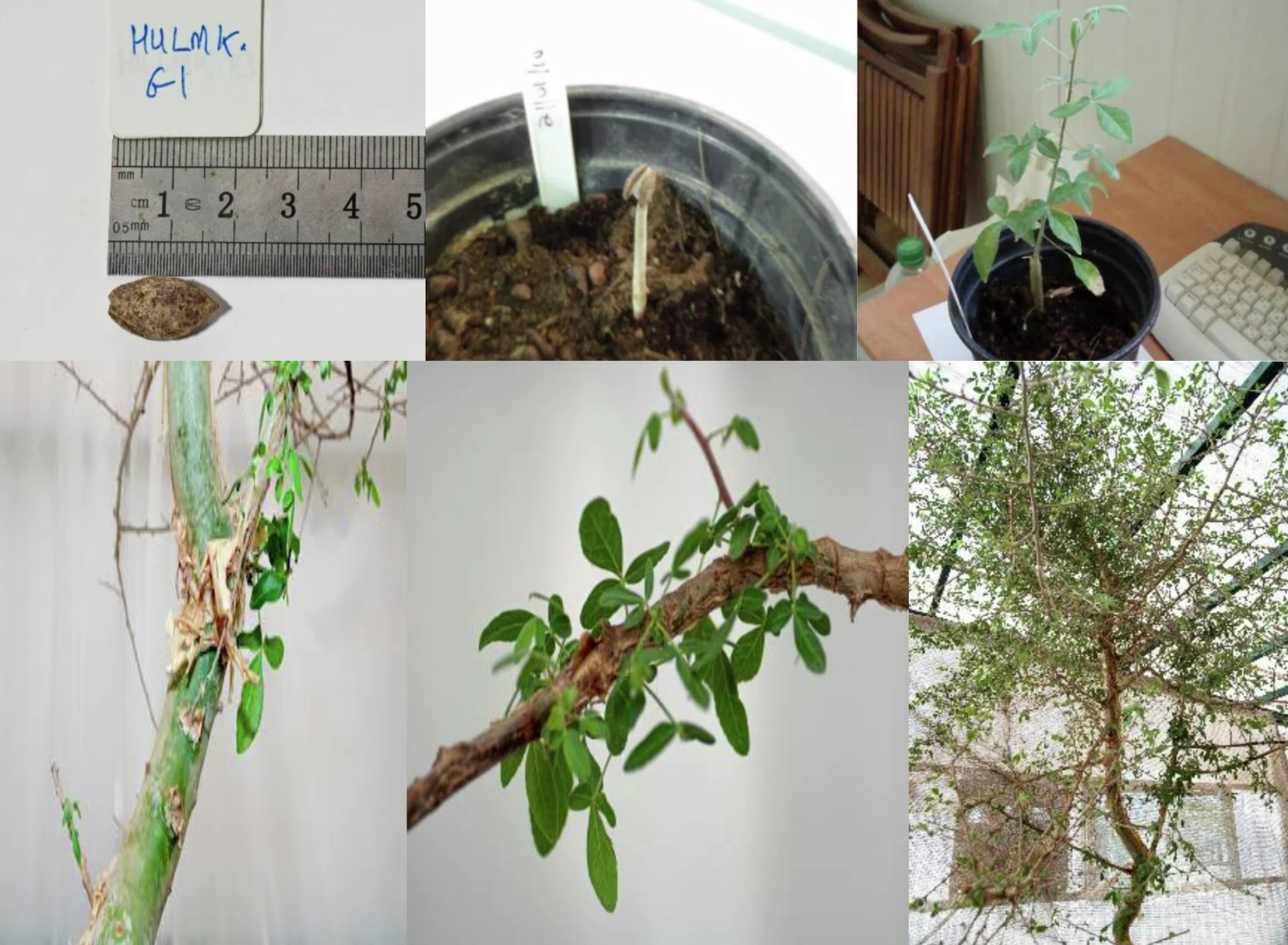 1000-Year-Old Seed Grows Into Mysterious Tree With Healing Powers