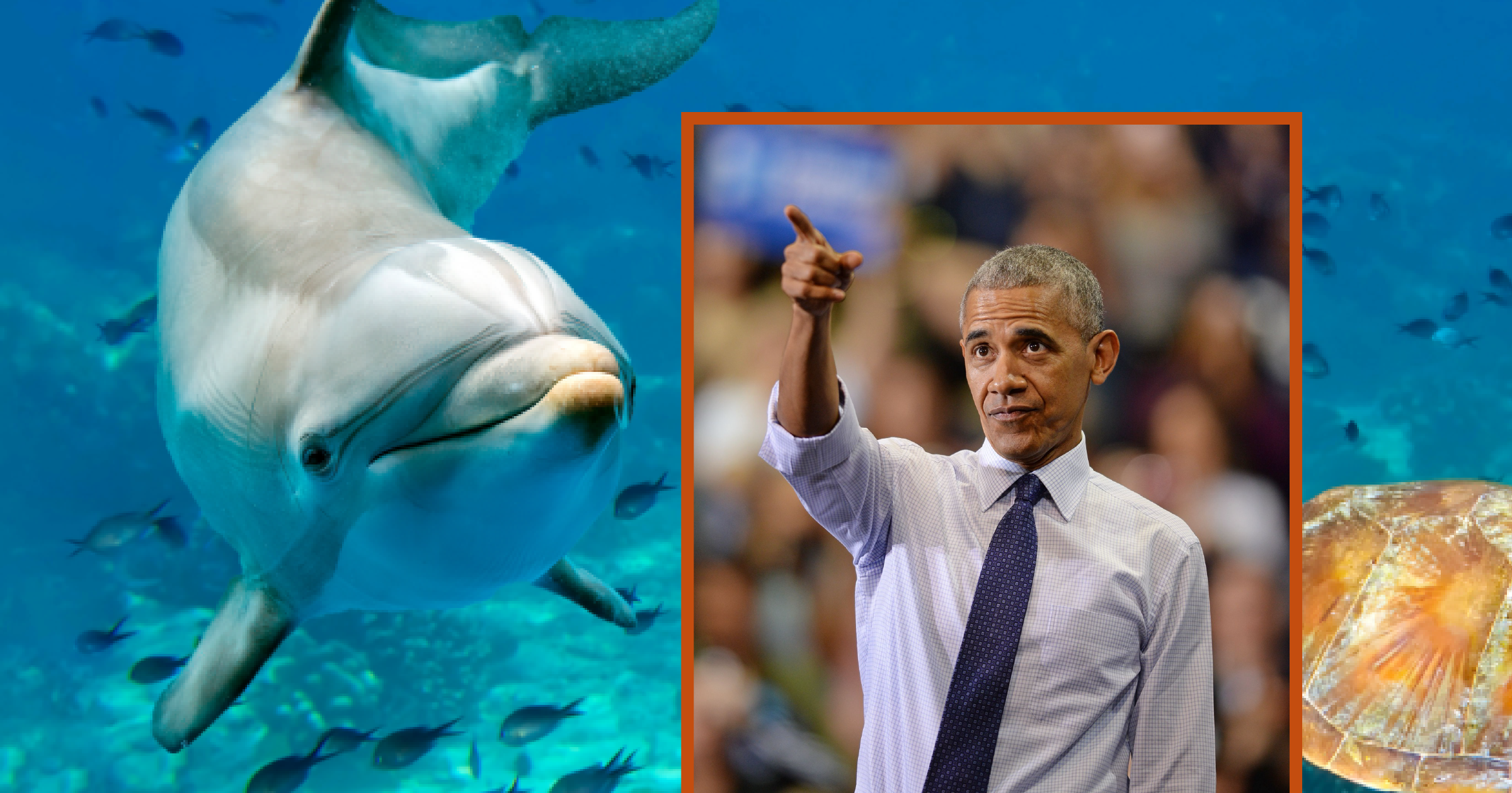 'Our Oceans': Barack Obama Narrated Netflix's New Nature Doc