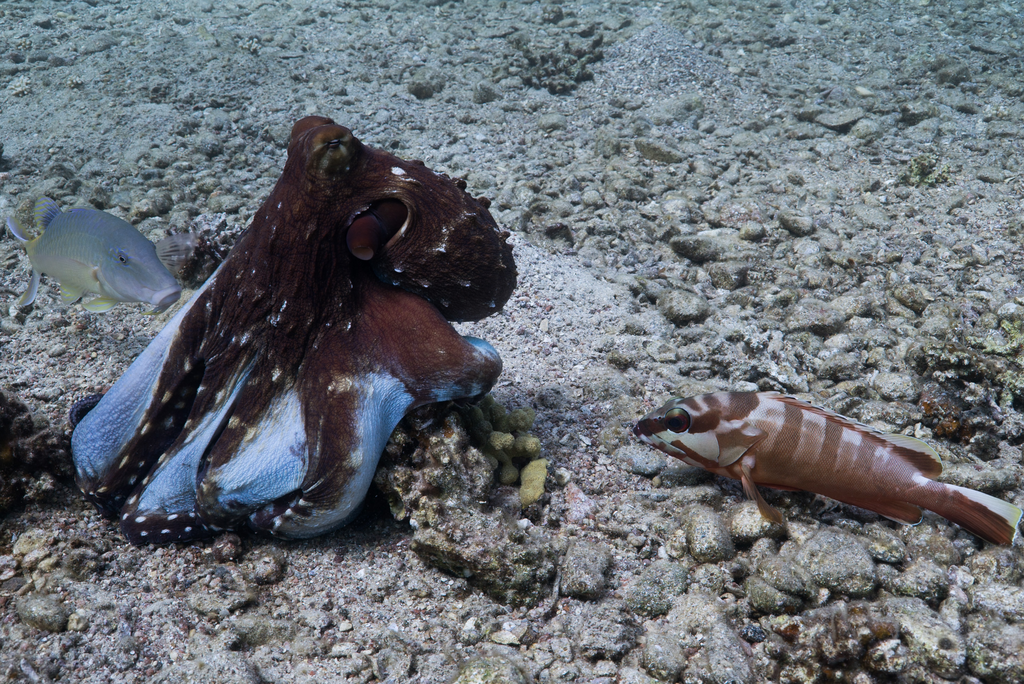 Woman Tries to Eat Live Octopus, Octopus Tries to Eat Her Back
