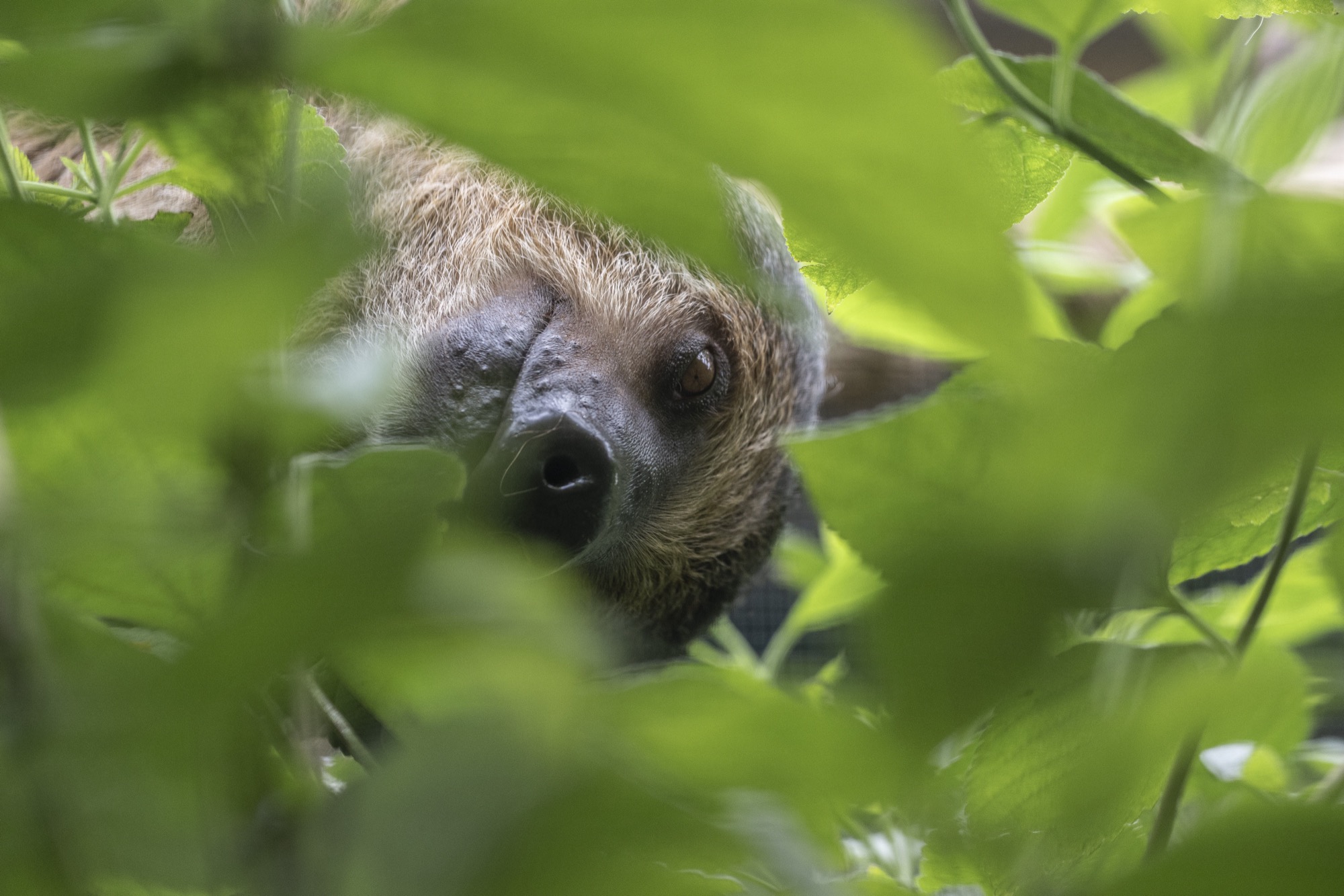 Are Sloths Too Slow to Survive a Warming Planet?