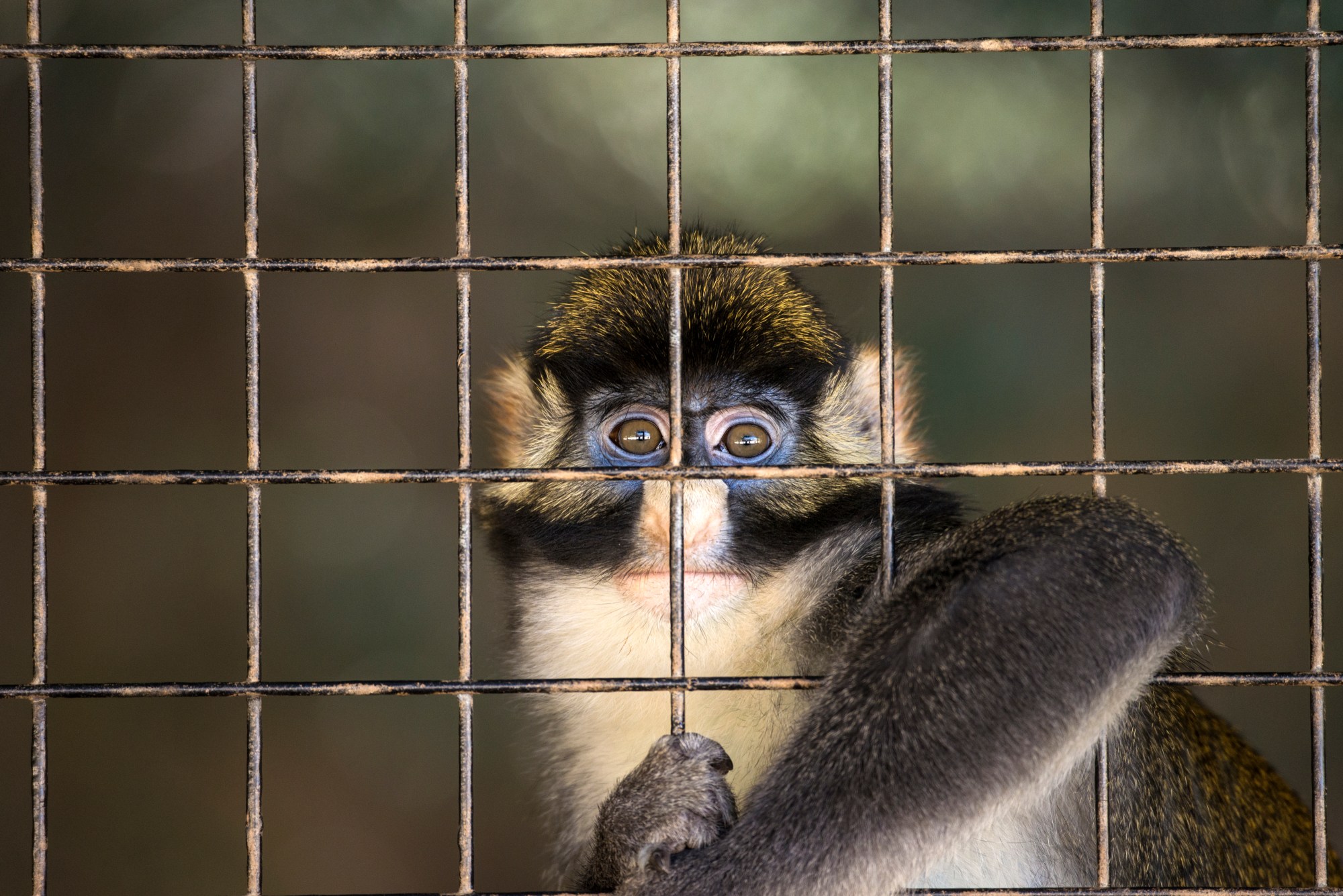 9 Monkeys Mysteriously Die in Hong Kong Zoo