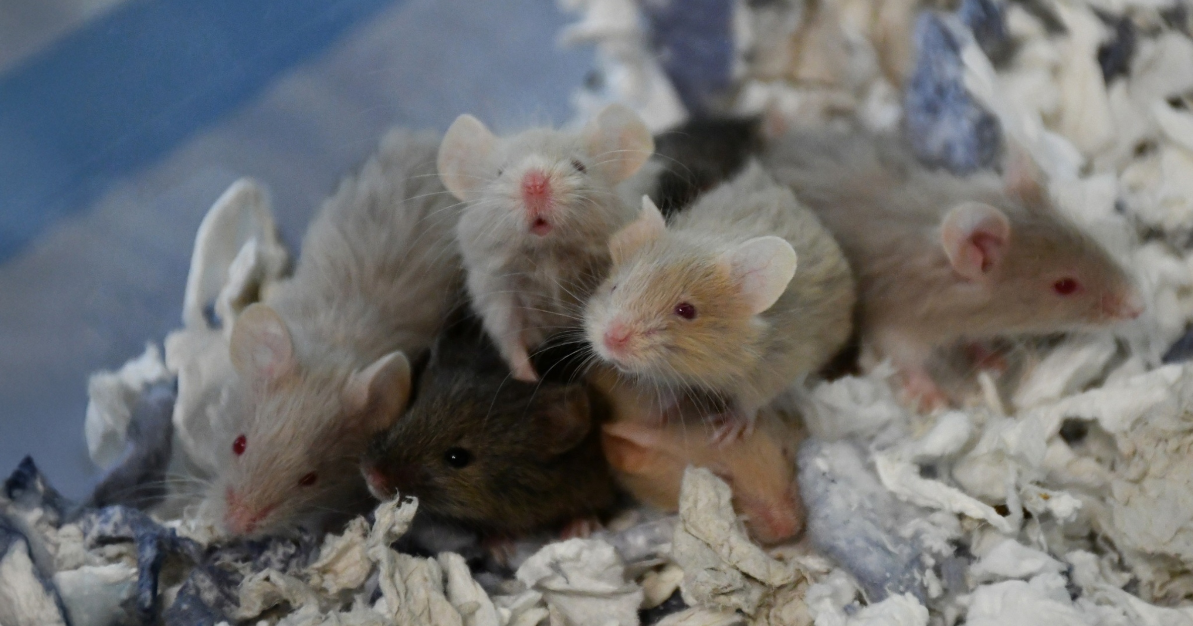 Man Overwhelmed by Pets' High-Speed Breeding Surrenders Nearly 1,000 Mice
