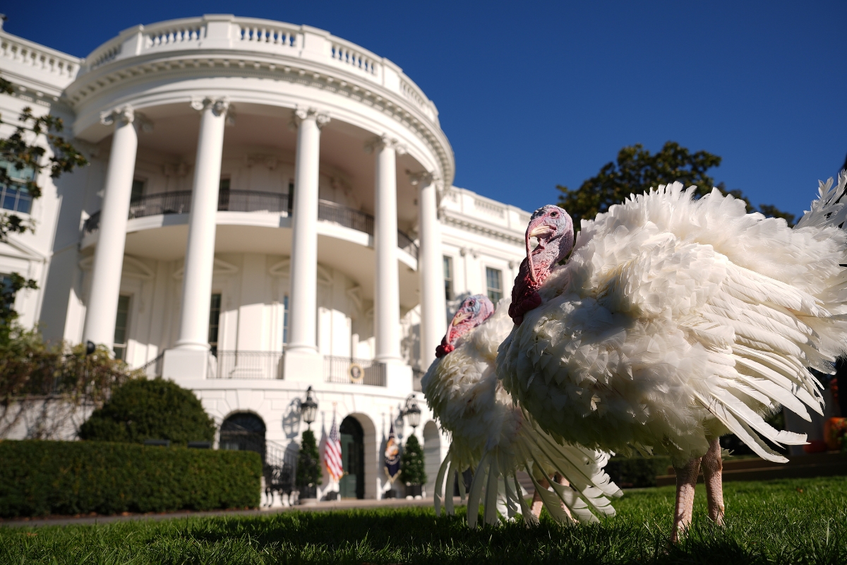 America Has a Totally Normal Tradition of Pardoning Thanksgiving Turkeys