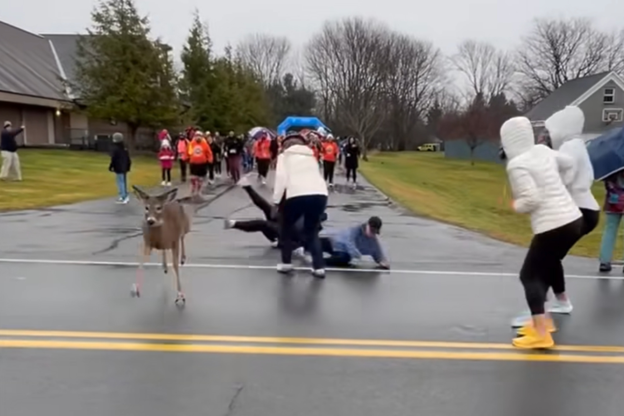 Grandma Actually Got Run Over by a Reindeer in New York