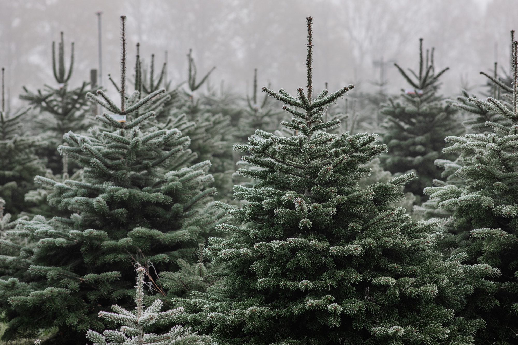 Are Real Christmas Trees That Much Better for the Planet Than Fake Ones?