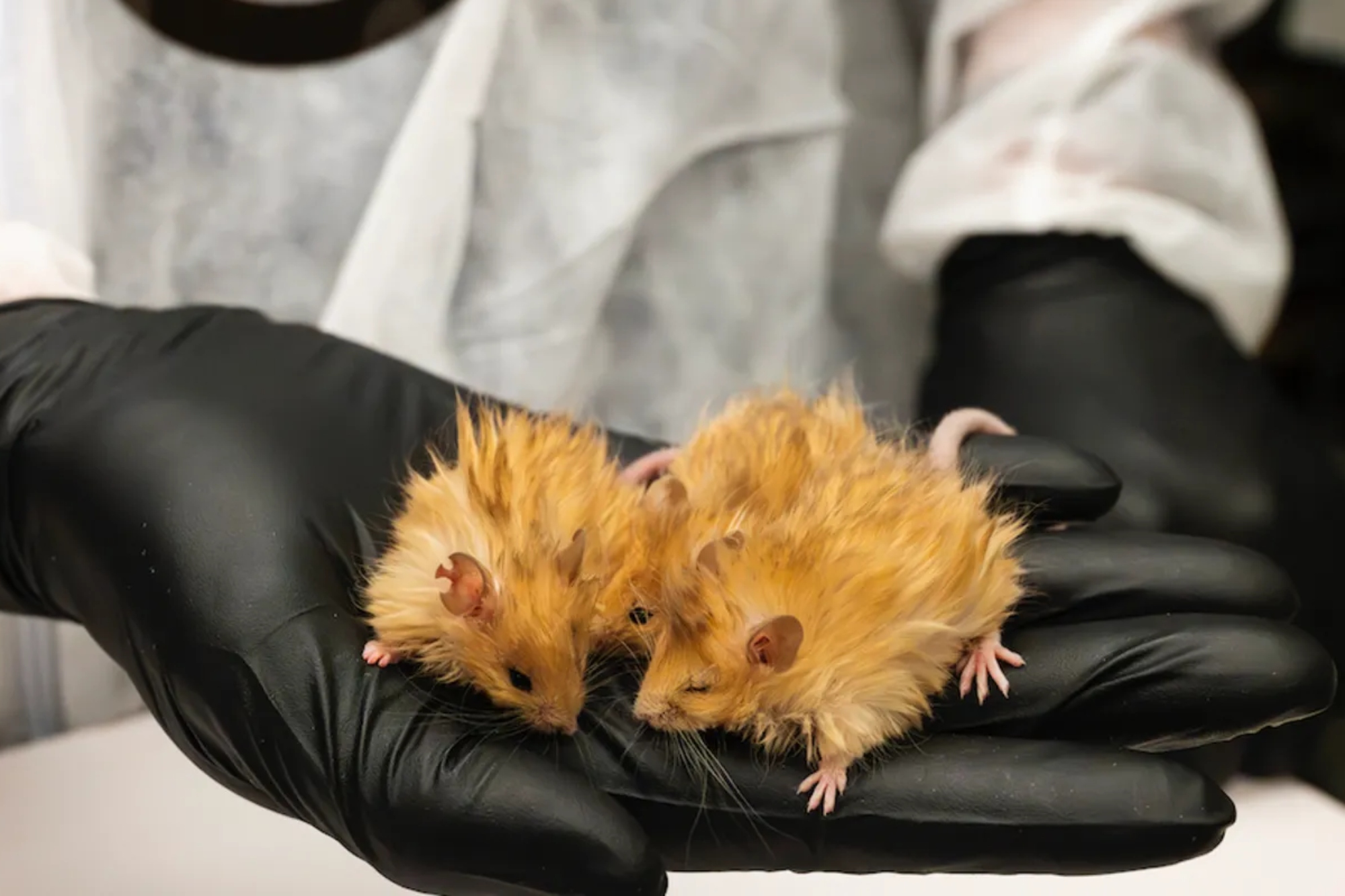 Scientists Used Mammoth DNA to Make 'Woolly Mice'