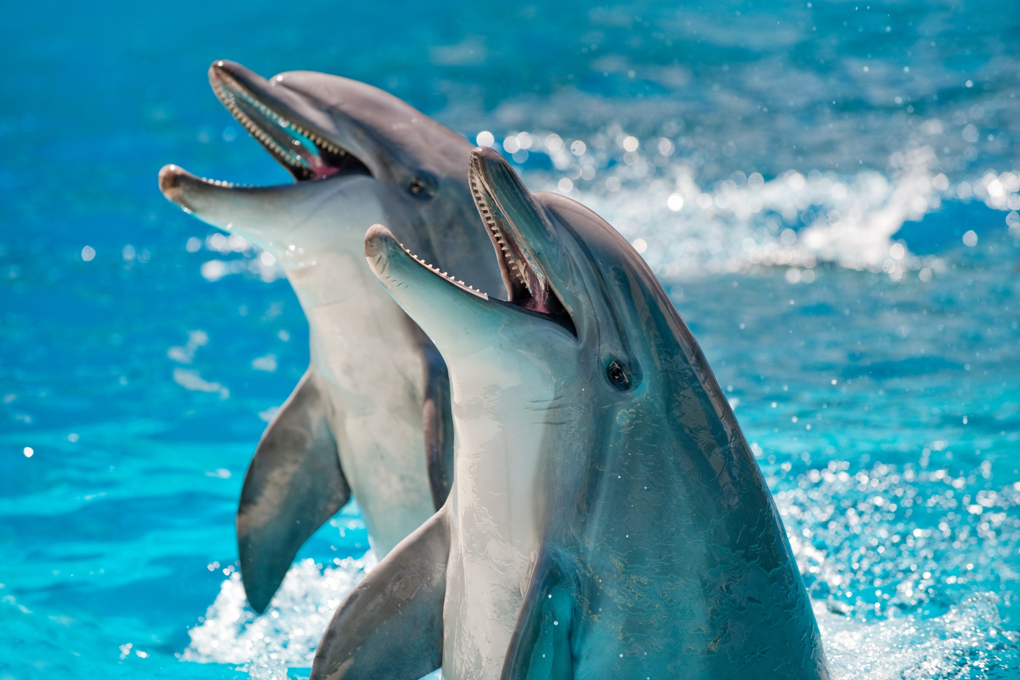 Google AI Could One Day Let You Talk to Dolphins