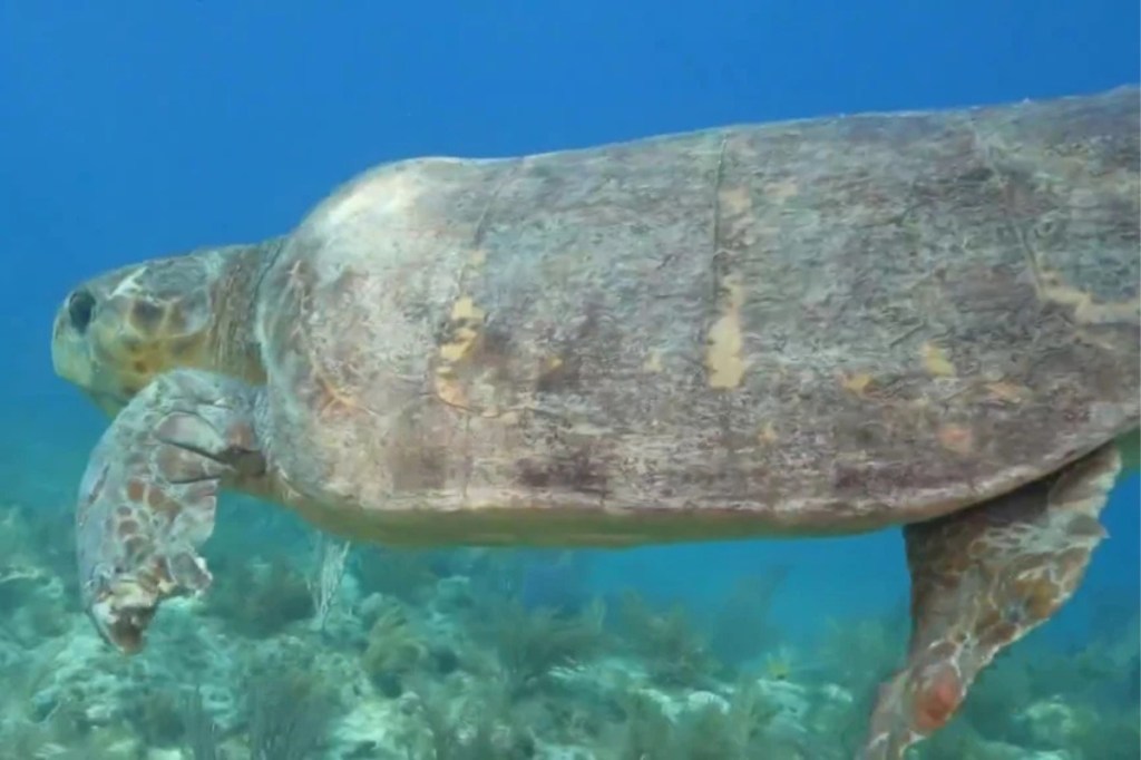 Young Bucks Return, Cost Swerve Strickland at AEW Dynasty