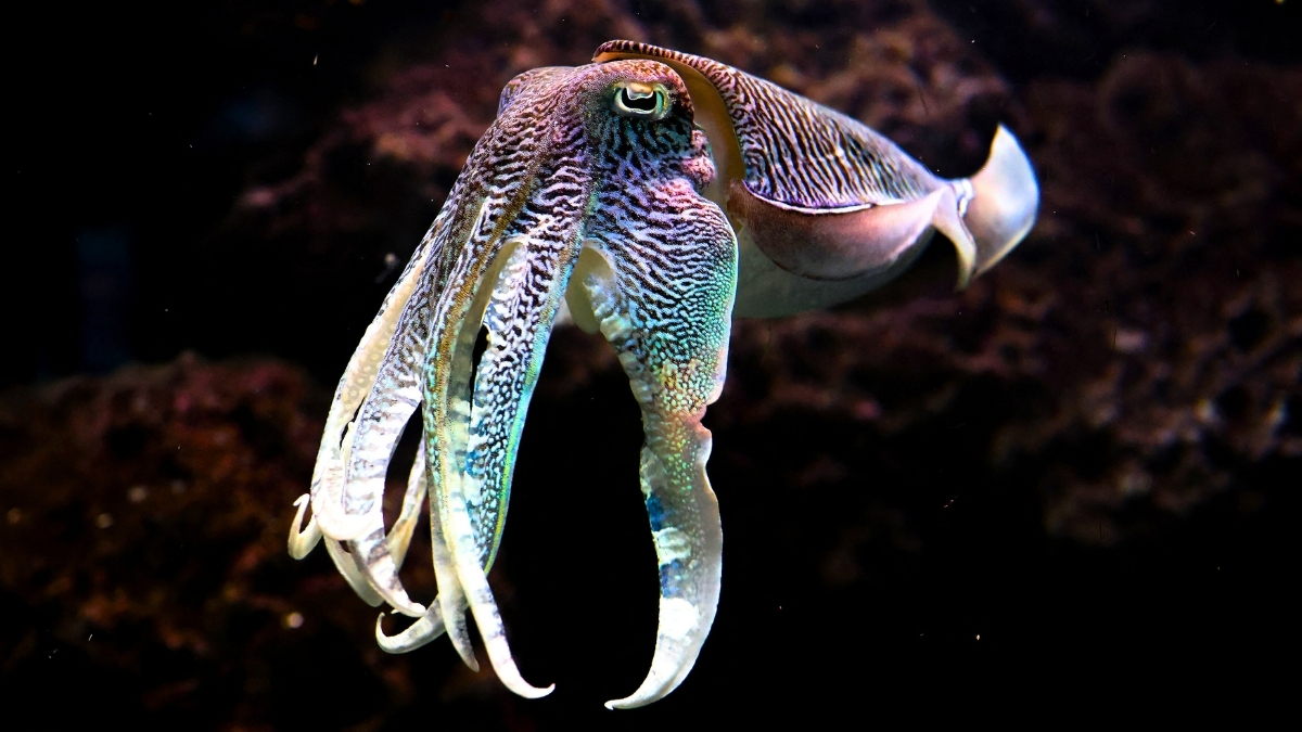 Do Cuttlefish Know Sign Language?