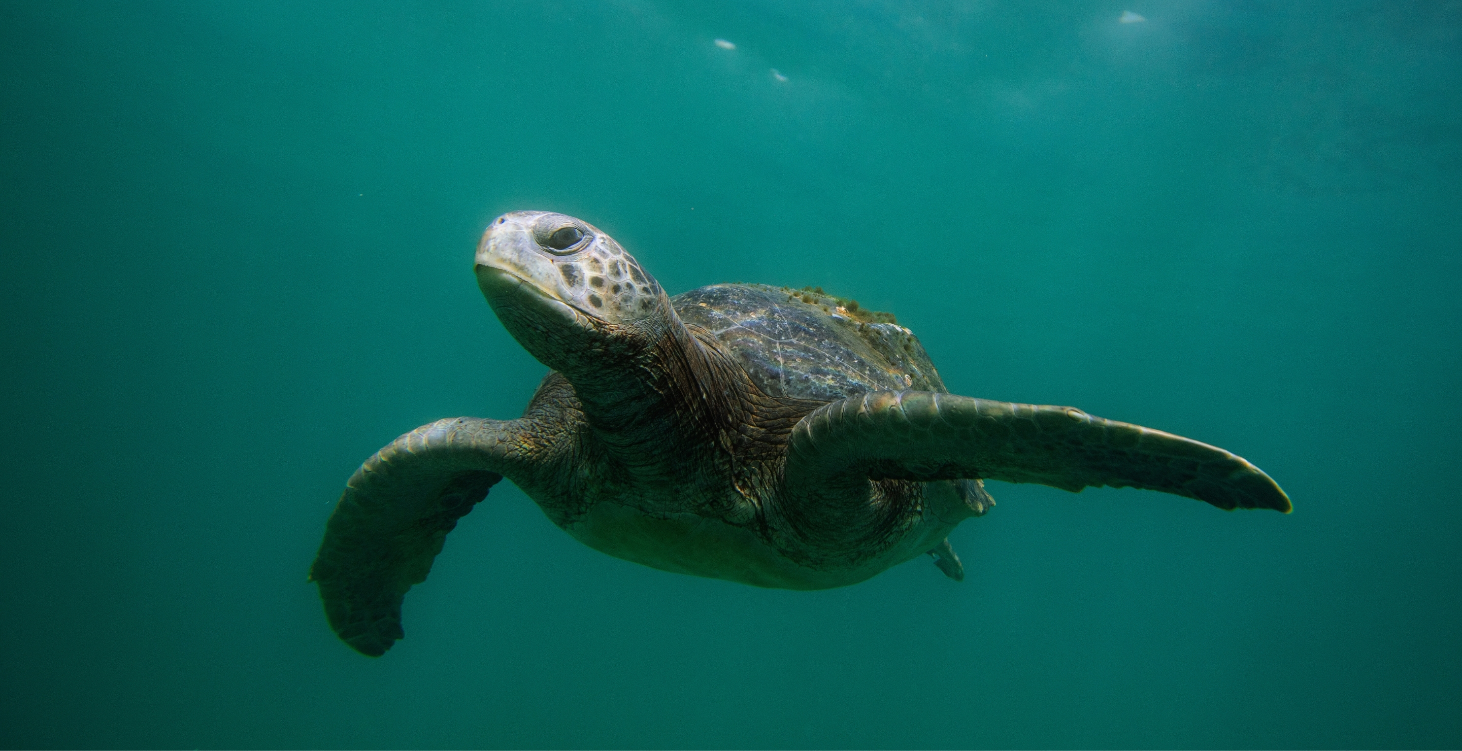 This Virtual Twitch Streamer is Controlled Entirely By AI